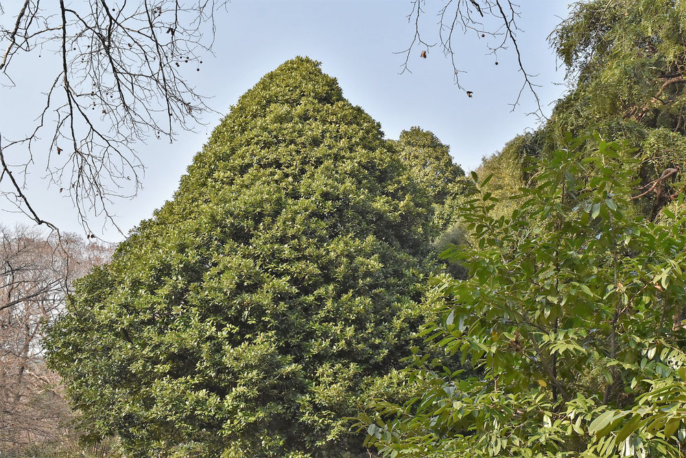 タラヨウ – はなもく散歩