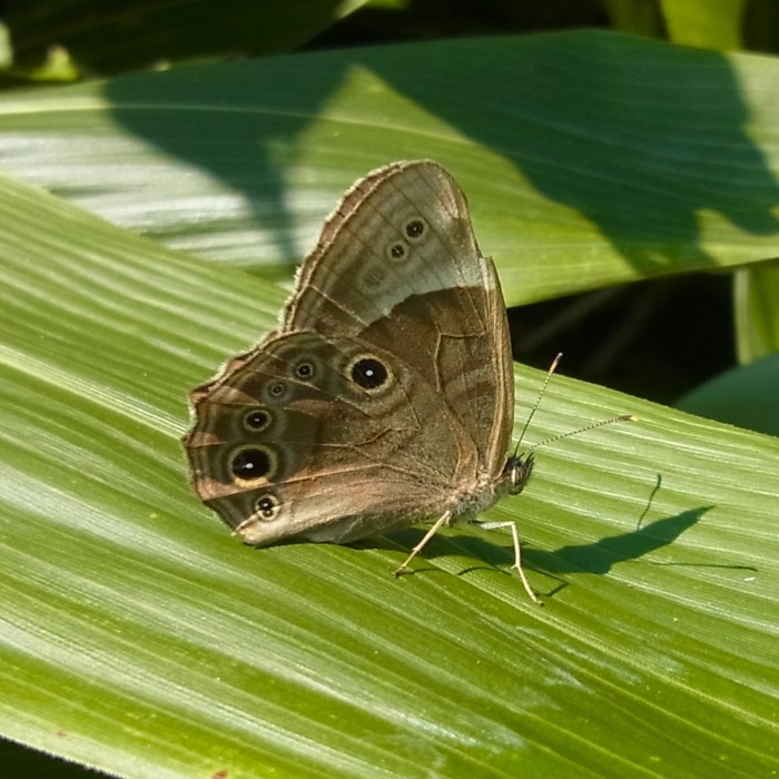 クロヒカゲ – はなもく散歩